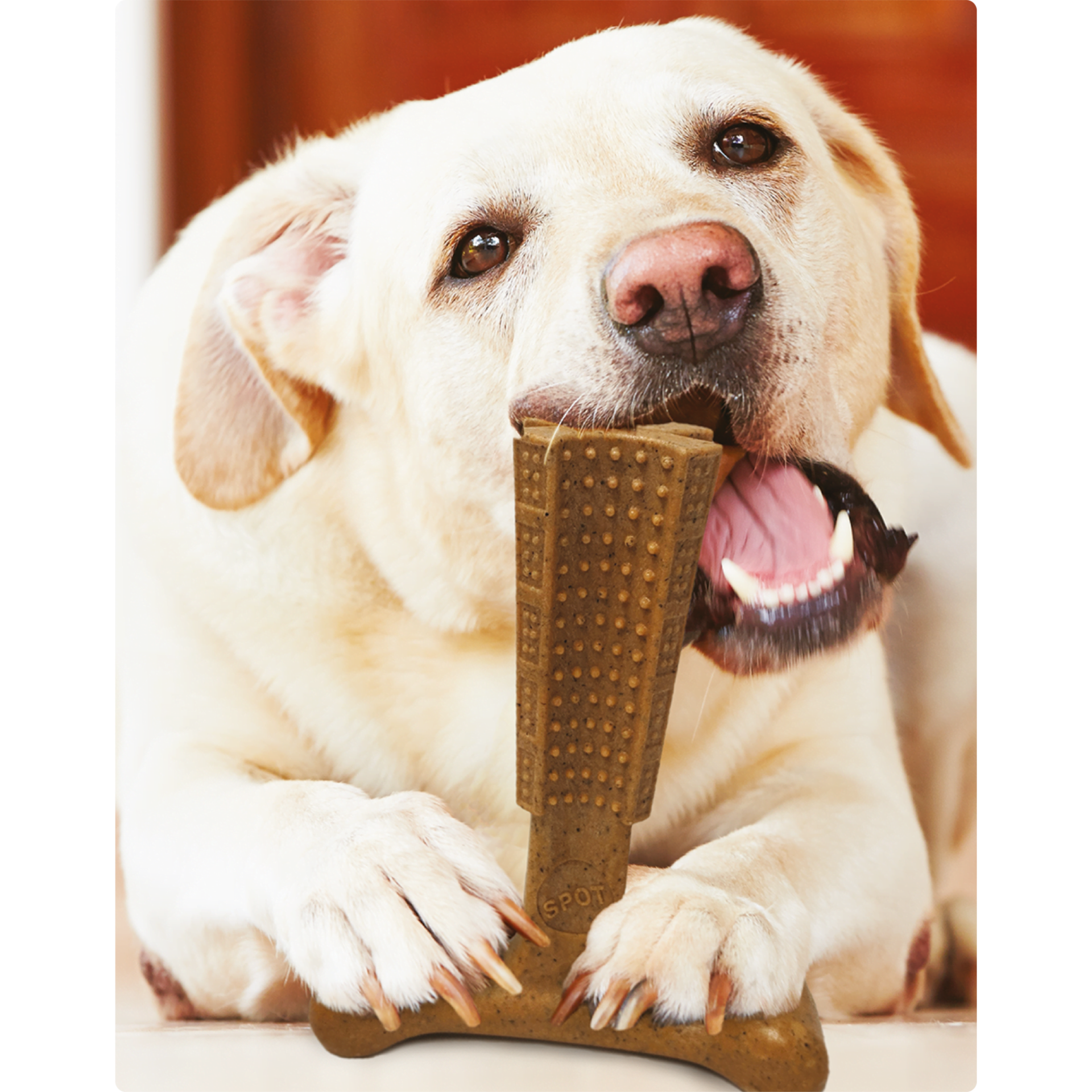 Spot Bam-Bones Plus Easy Grip Chicken | Paul Meevis - Jouw Dierenspecialist